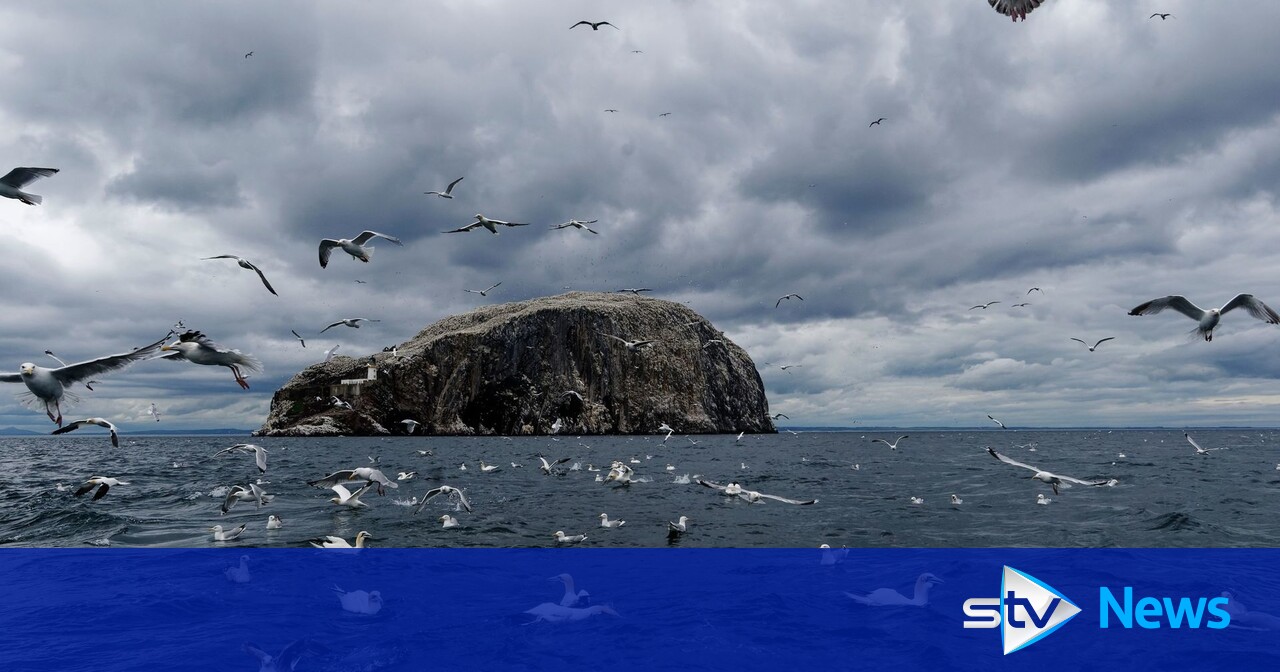RSPB buys Scottish islands to safeguard ‘awe-inspiring’ seabird ...