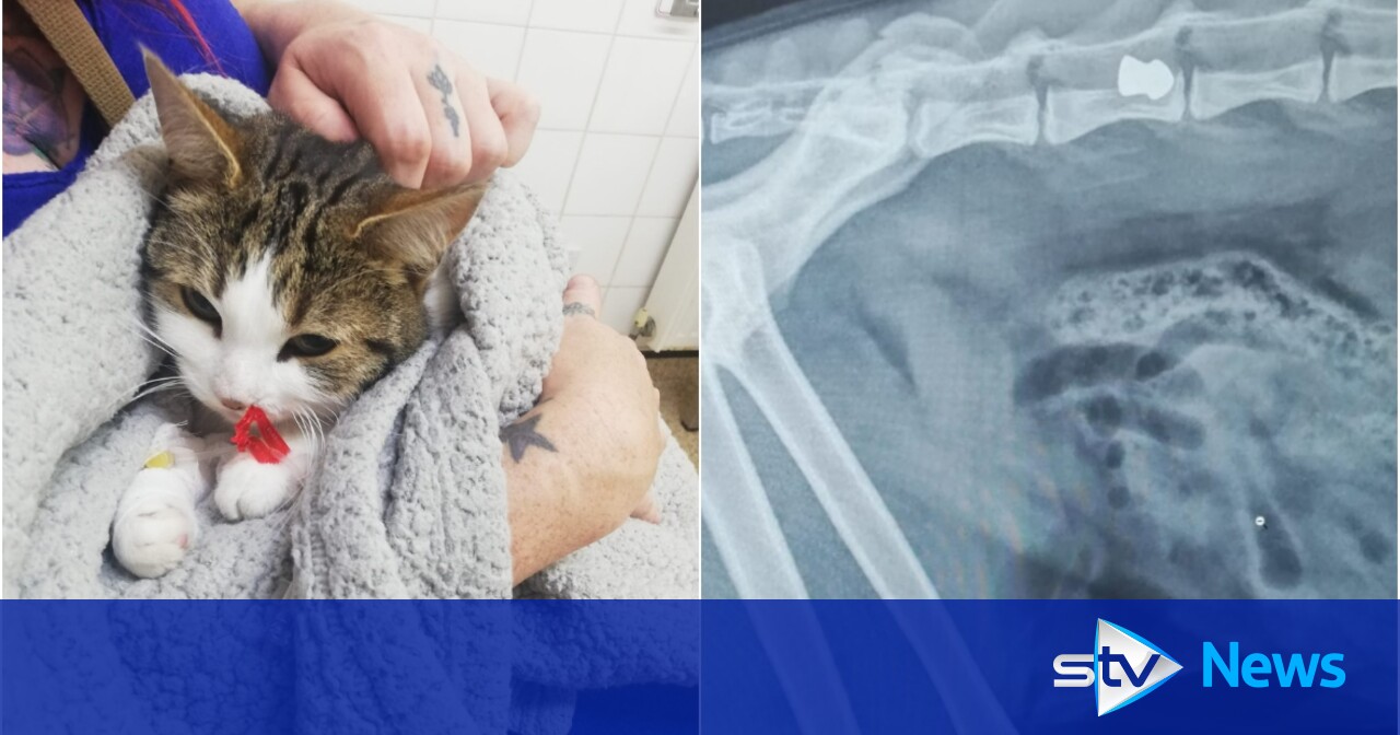 Alexandria cat put to sleep after 'air gun attack' as West ...