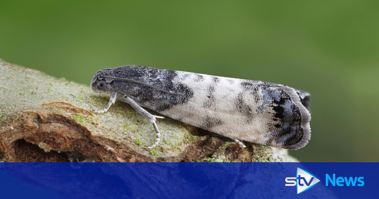 Rare sallow-shoot piercer moth discovered in Scotland for the first ...