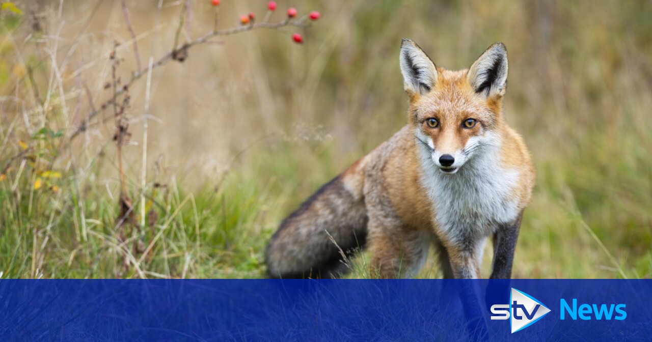 Dog faeces form a significant part of red foxes' diets, a new study by ...
