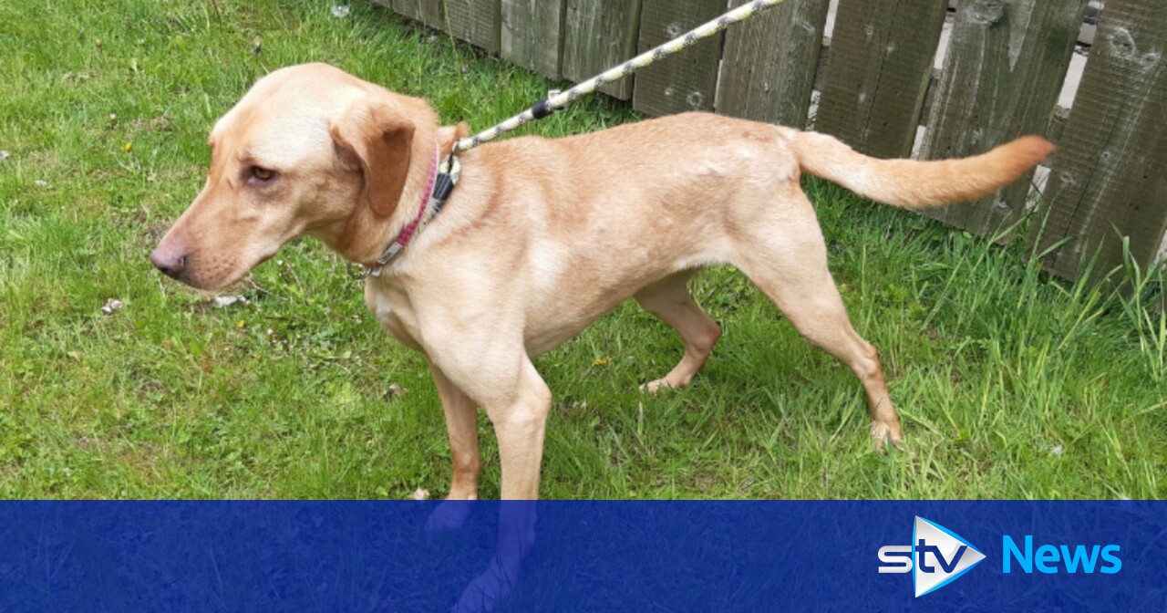 Airdrie couple starved dog and neglected another with ear full of ...