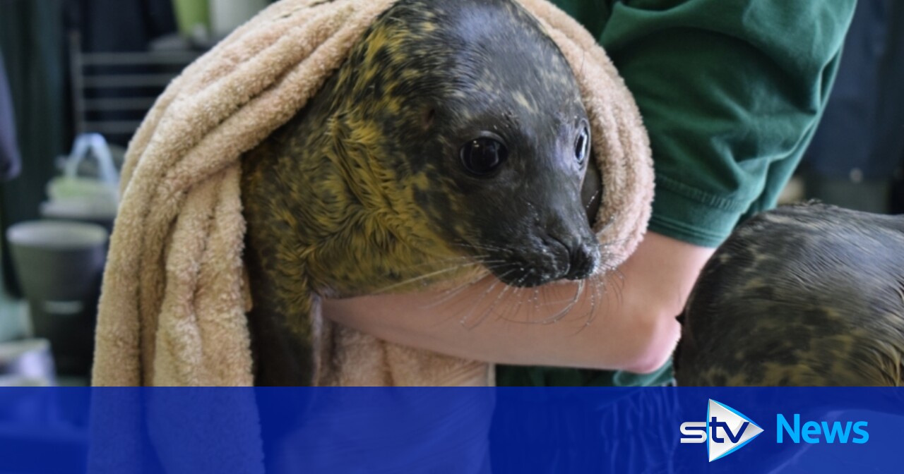 Seal pup flown 300 miles to Shetland by Scottish SPCA in rescue mission ...