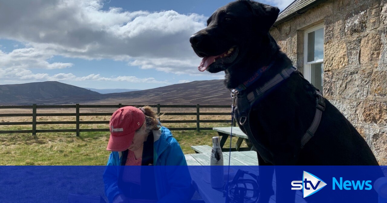 Rescue dog from Northern Ireland given 'idyllic' new home in Scottish ...