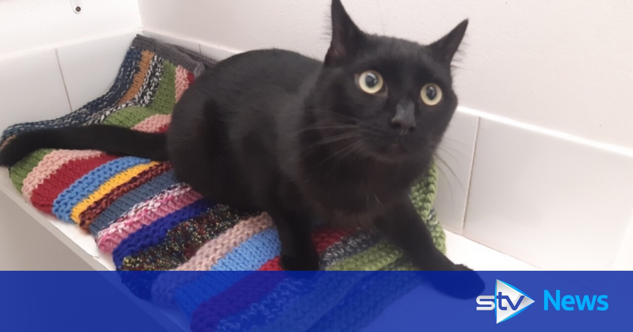 Cat found in rucksack abandoned on neighbourhood footpath in East ...