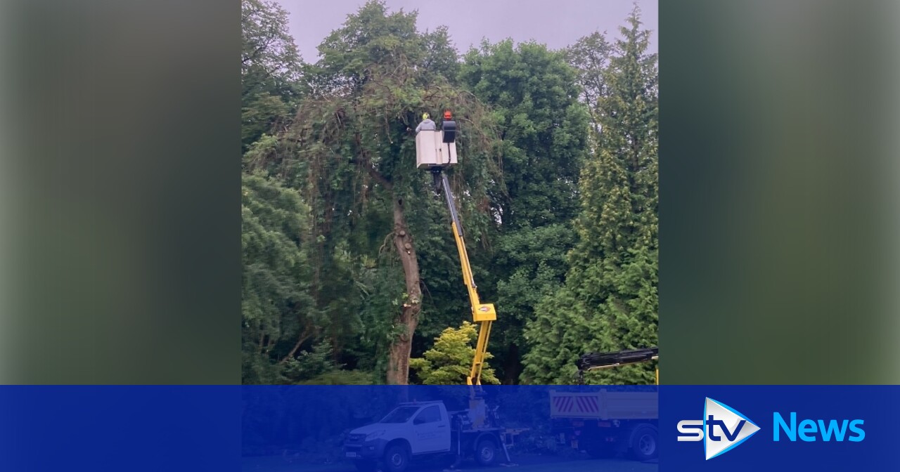 Oldest tree in Botanic Gardens in Glasgow cut down after developing ash ...