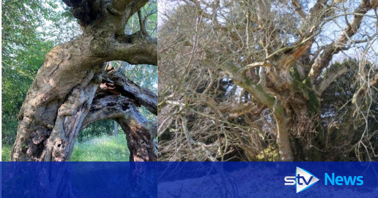 Two Scottish entrants contending to be named UK Tree of the Year | STV News
