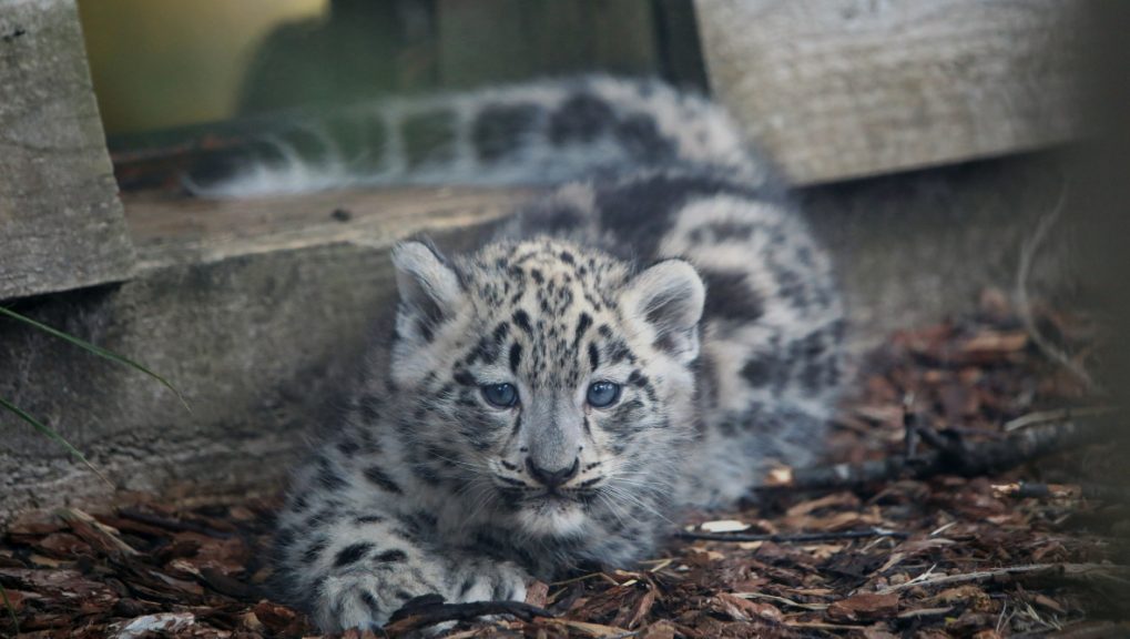 Three rare snow leopard cubs born at Highland Wildlife Park near ...