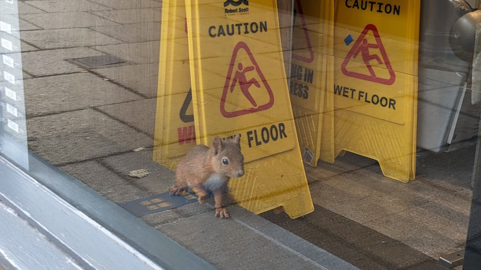 Red squirrel trapped in Pitlochry Greggs rescued and freed into woods ...