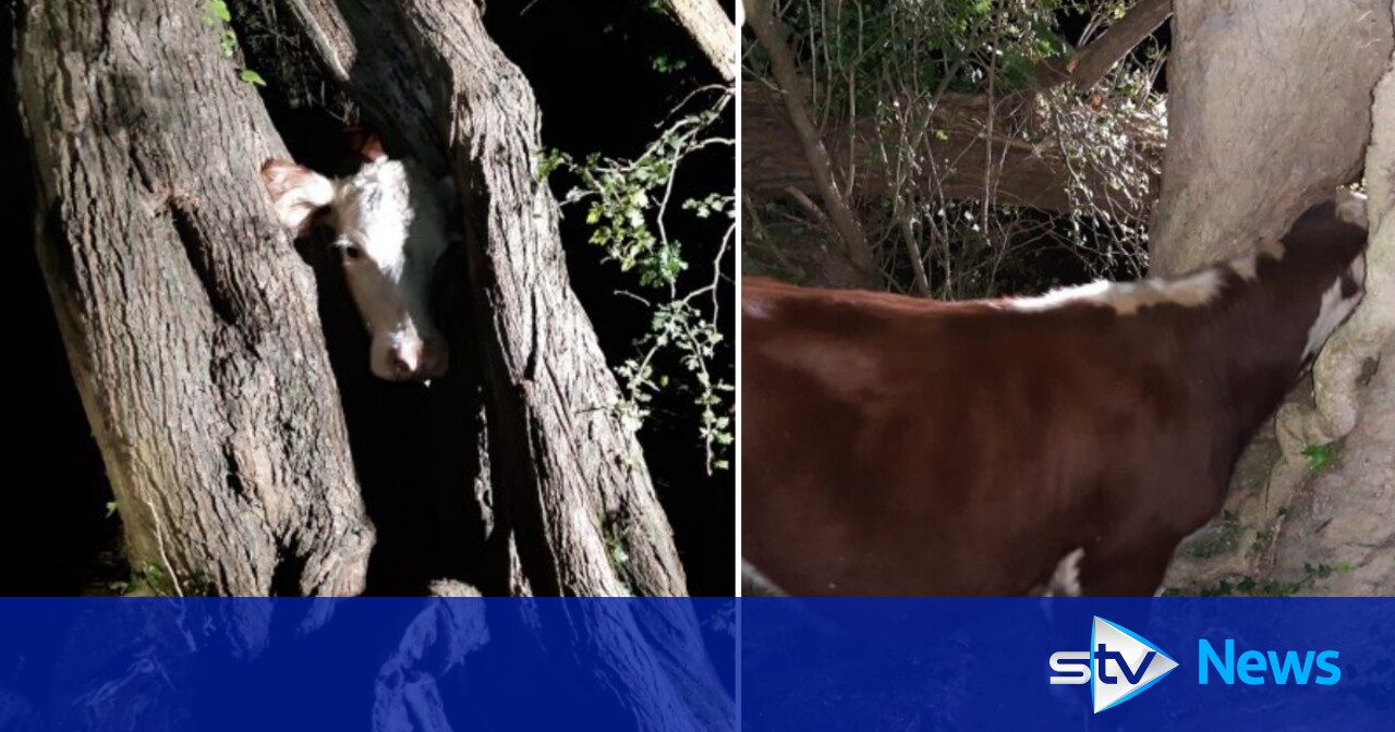 'Udderly ridiculous': Willow tree chopped down to 're-moove' cow stuck ...