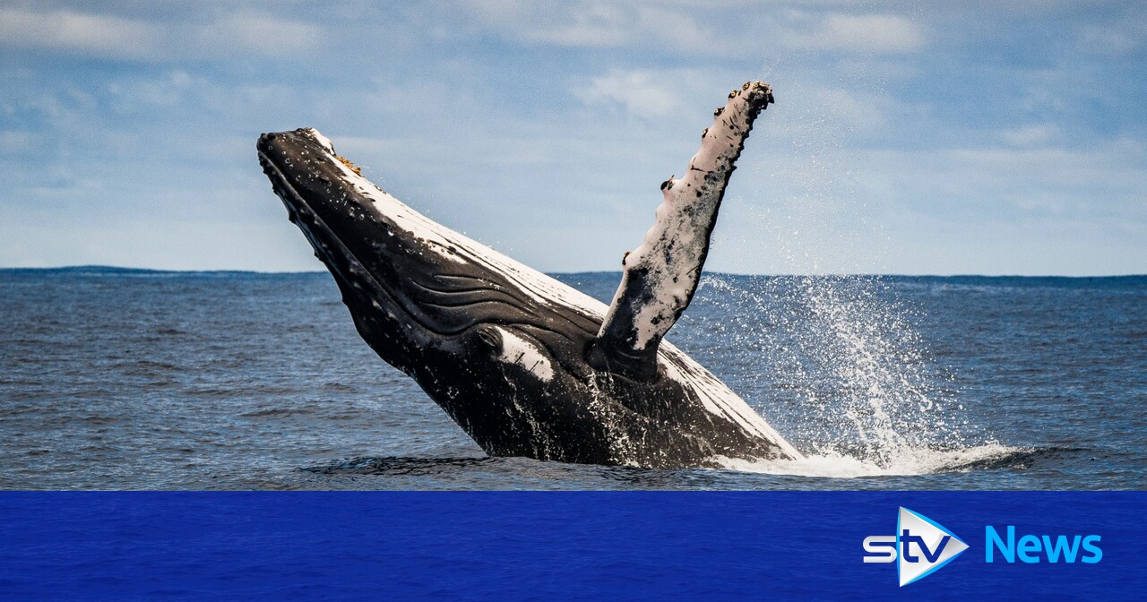 Memories of whaling industry collected for archive | STV News