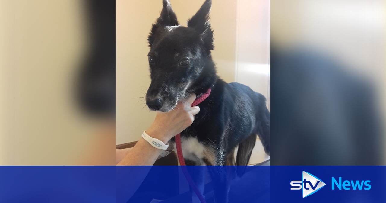 Aberdeen dog owner banned after border collie so underfed her 'bones ...