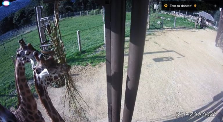 Edinburgh Zoo Launches Giraffe Webcam Following Success Of Colourful