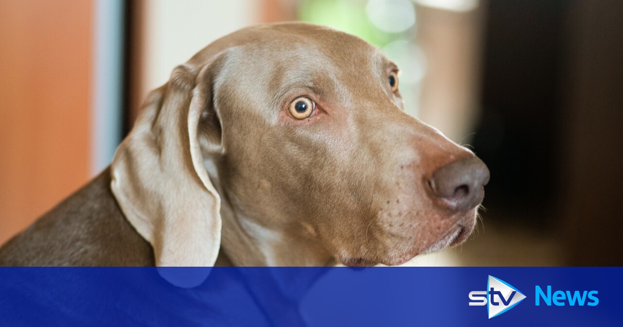 Dogs can sniff out the scent of stress, new study suggests | STV News