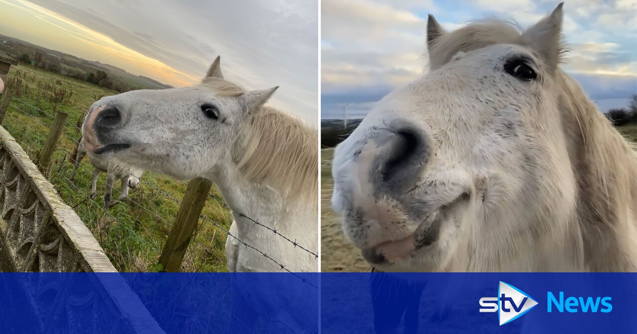 Fife woman's video shouting at horse Steven 'playing dead' nets nearly ...