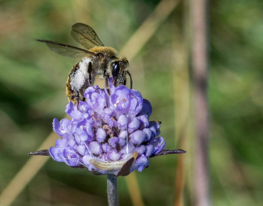 In Pictures: Extremely rare mining bees discovered at Highland Wildlife ...