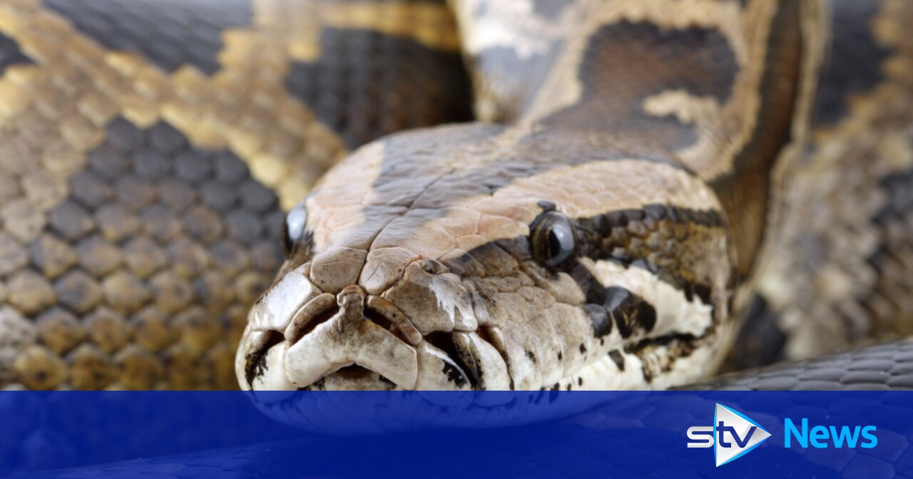 Missing woman in Indonesia found to have been eaten by 22-foot python ...