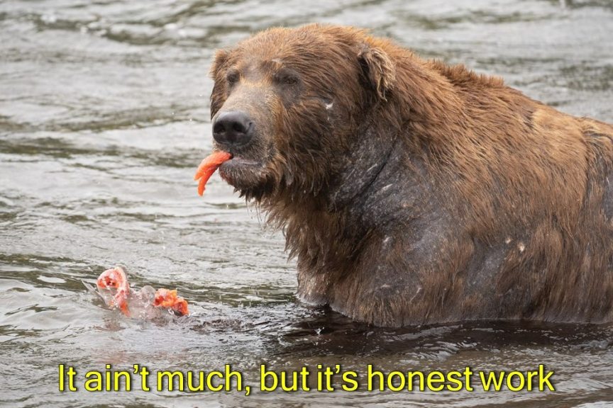 Fat Bear Week 2022 winner crowned at Katmai National Park despite ...