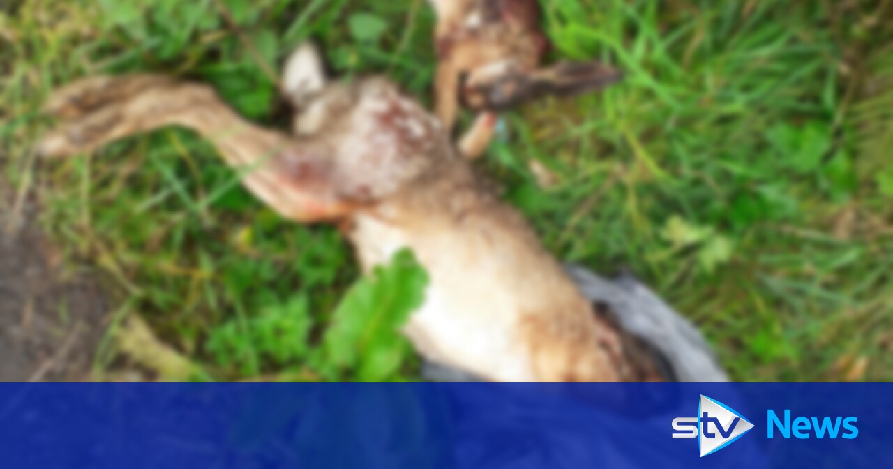 Hares found in bags after being shot near Loch Ardinning sparks ...
