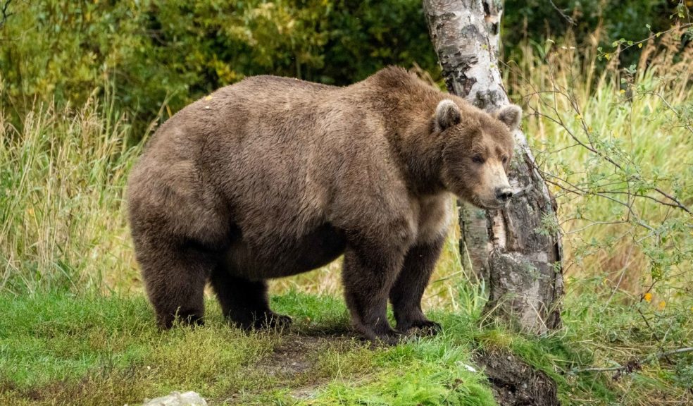Fat Bear Week 2022 winner crowned at Katmai National Park despite ...