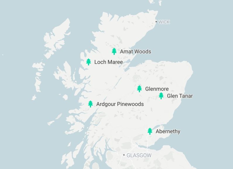 Caledonian Forest: Did you know that Scotland was once a massive ...