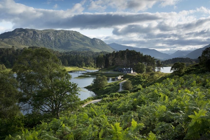 Caledonian Forest: Did you know that Scotland was once a massive ...