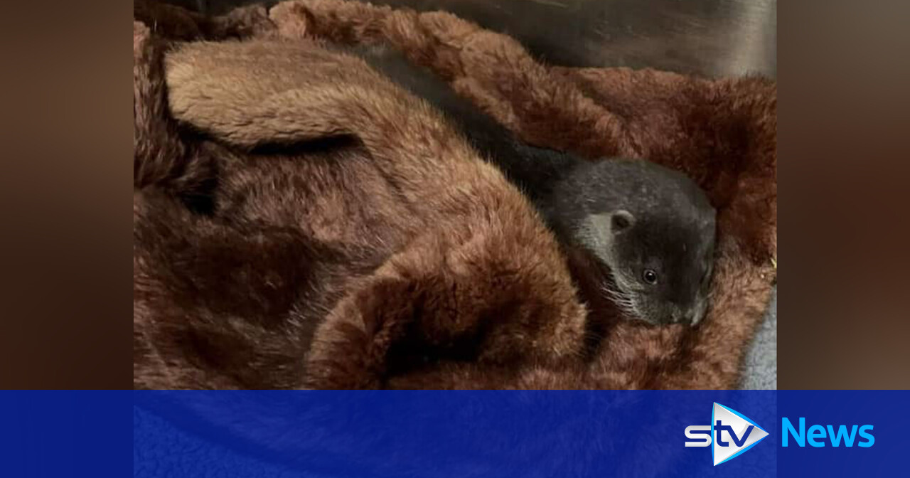 Abandoned baby otter rescued from roadside near Marr in Aberdeenshire ...