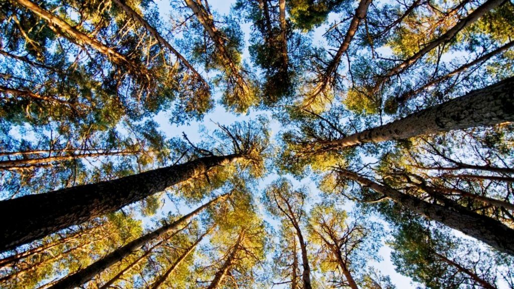 Caledonian Forest: Did you know that Scotland was once a massive ...