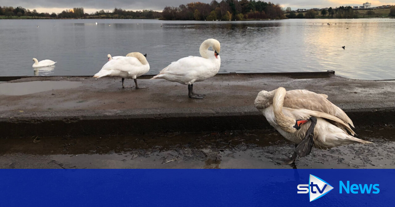 Bird flu fears at Glasgow park as at least 12 swans found dead amid ...