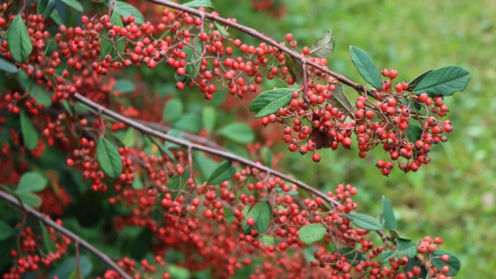 Invasive Asian plant species risks 'crowding out' rare native shrub on ...