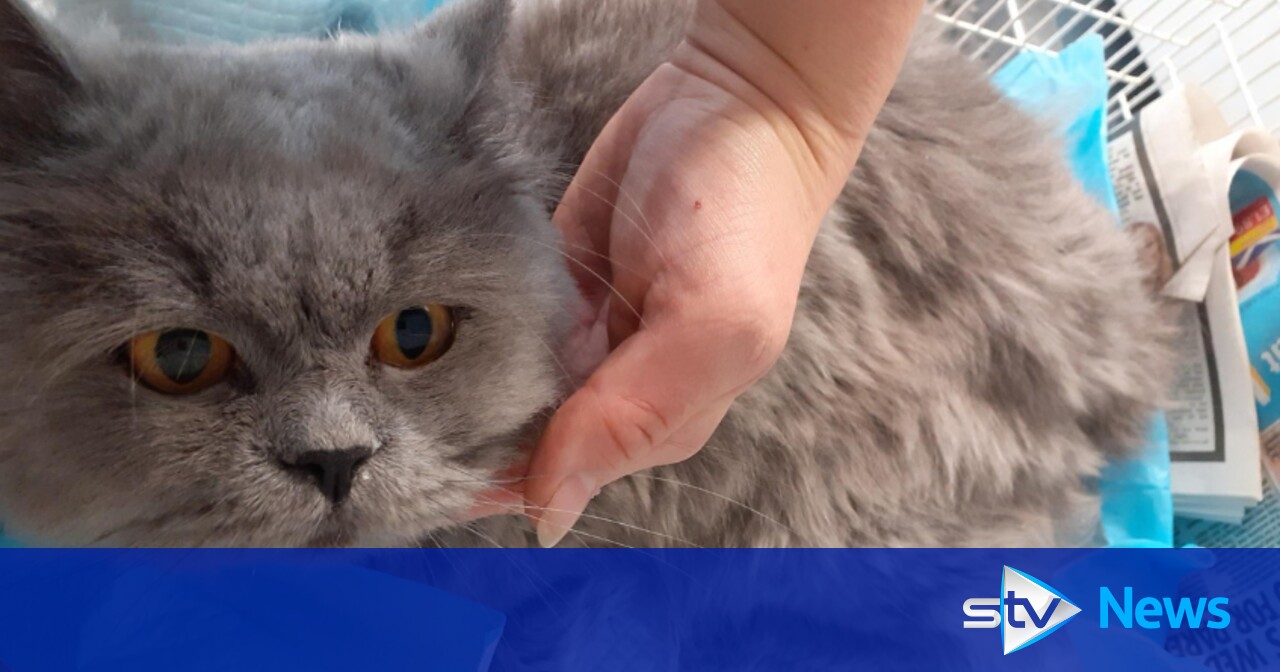 Four cats 'fall' from same Aberdeen flat block as Scottish SPCA appeal ...