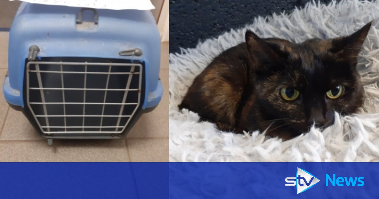 'Terrified' cat found dumped in crate outside petrol station in Leith ...