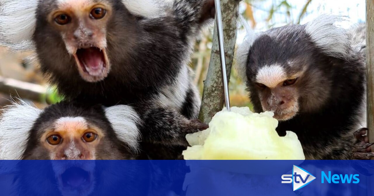 Family of marmosets rescued from 'appalling parrot cage' by Scottish ...