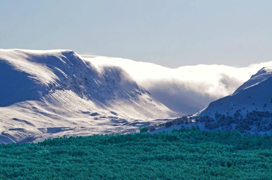 Caledonian Forest: Did you know that Scotland was once a massive ...