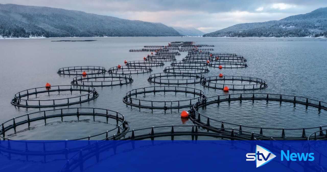 Campaigners call for halt on all salmon fish farm applications | STV News