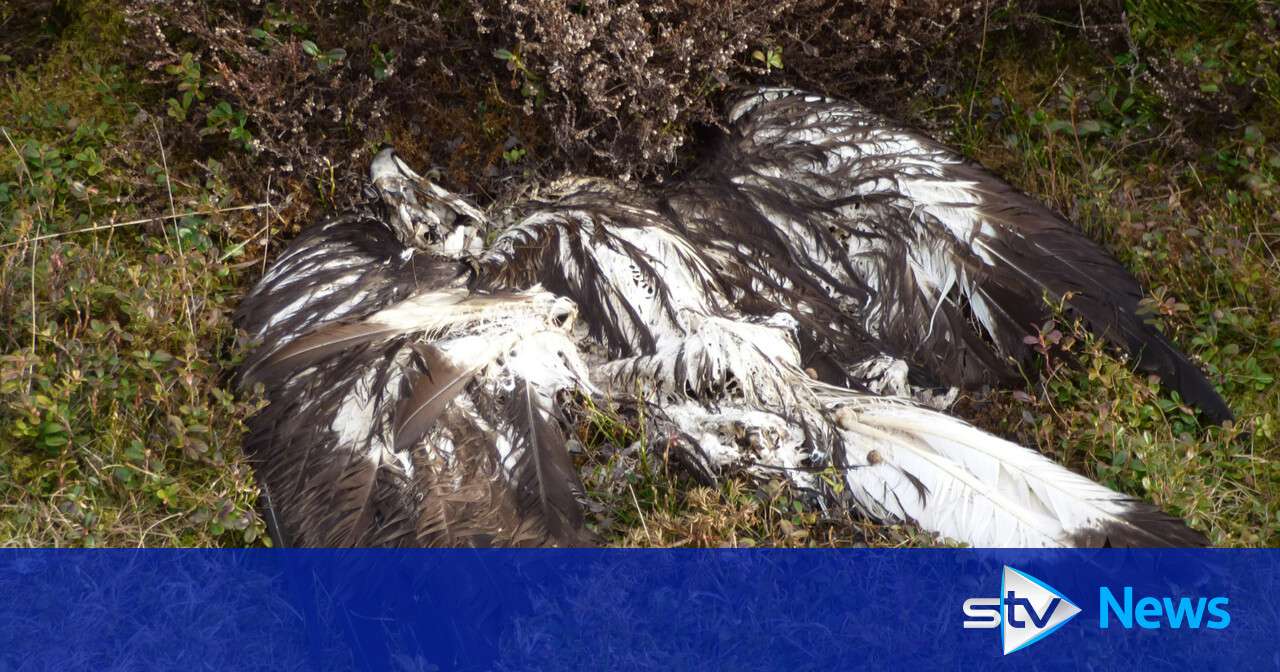 Birds of prey continue to be illegally shot, trapped and poisoned, say ...