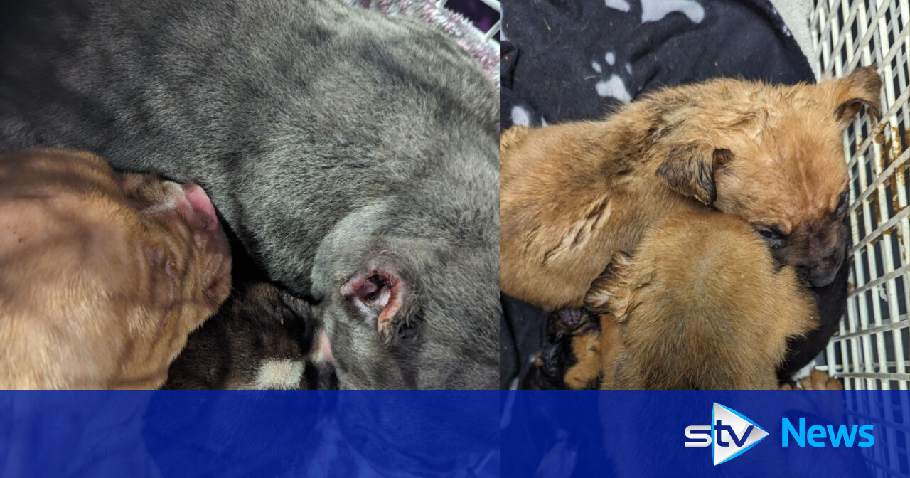 Dozens of puppies among 24 dogs rescued by Scottish SPCA on Christmas ...