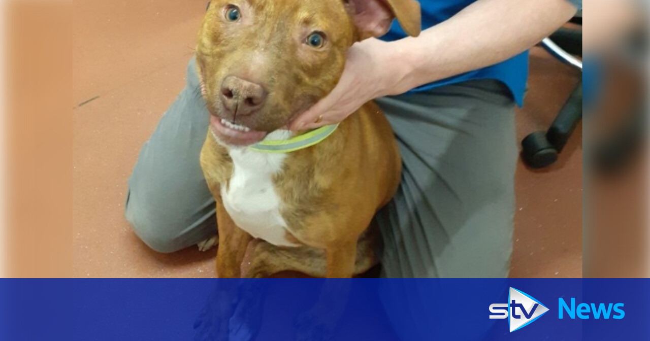 West Lothian man brutally attacked dog and left 'large swollen lumps' on his head | STV News