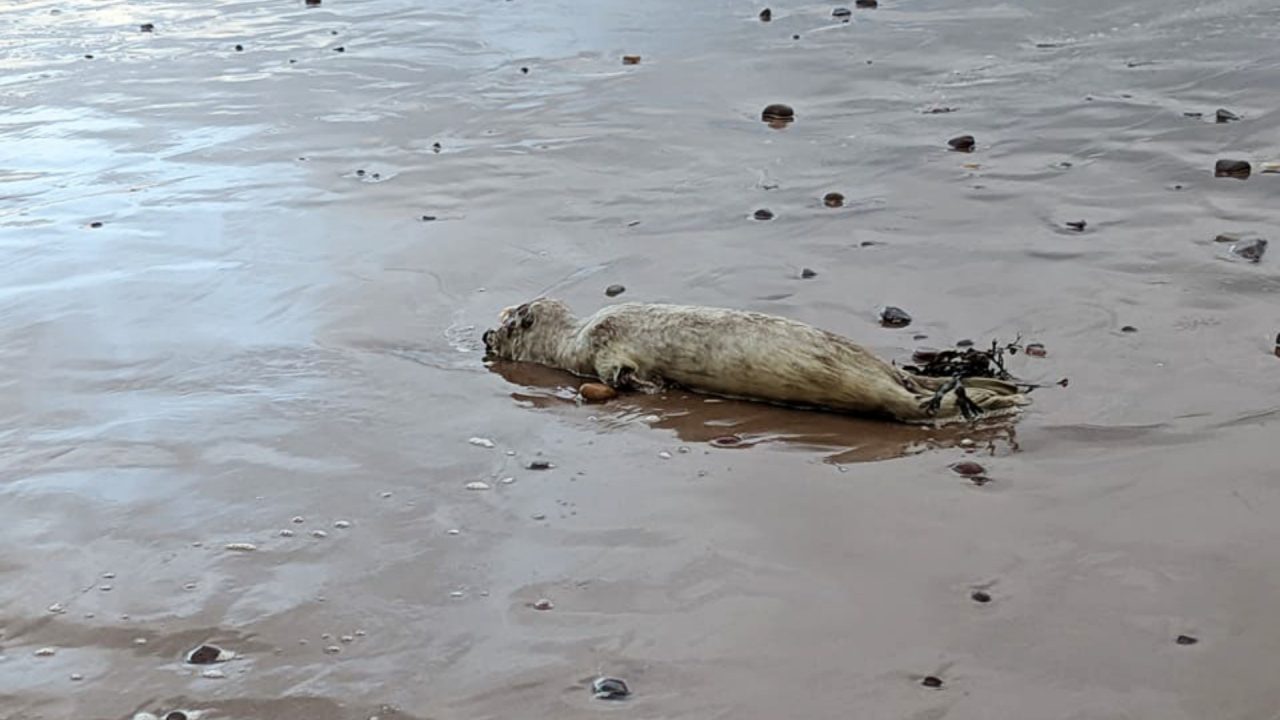 Warning to avoid dead seals after four may have been killed by bird flu ...