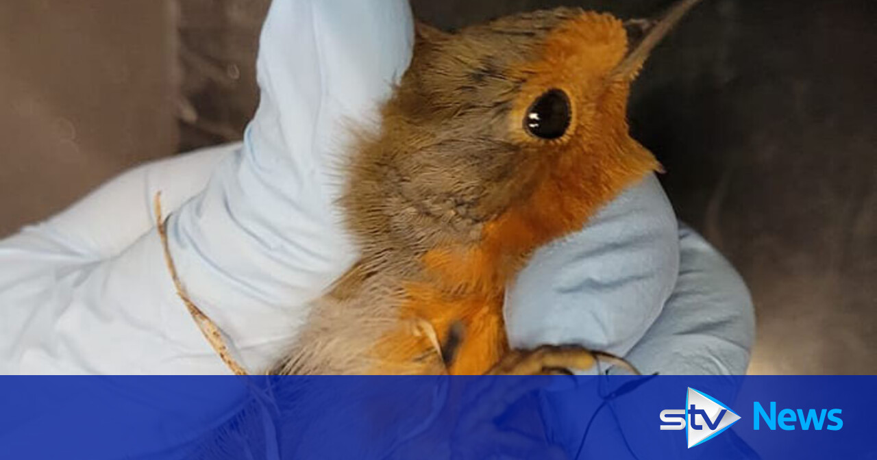 Robin found tangled in chicken netting in skip in New Deer rescued by ...