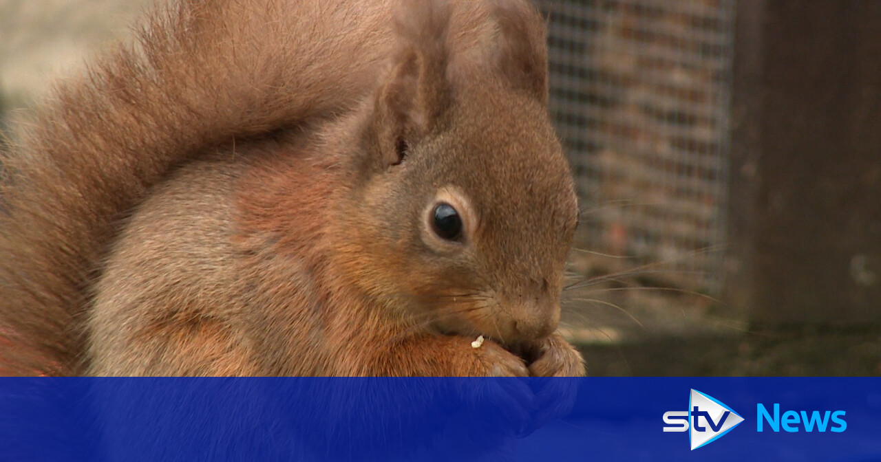 Red squirrels: Large numbers return to Aberdeen parks as greys decrease ...