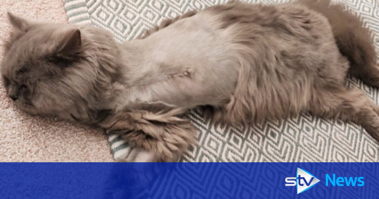 Cat who had leg amputated after suspected fall from block of flats in ...