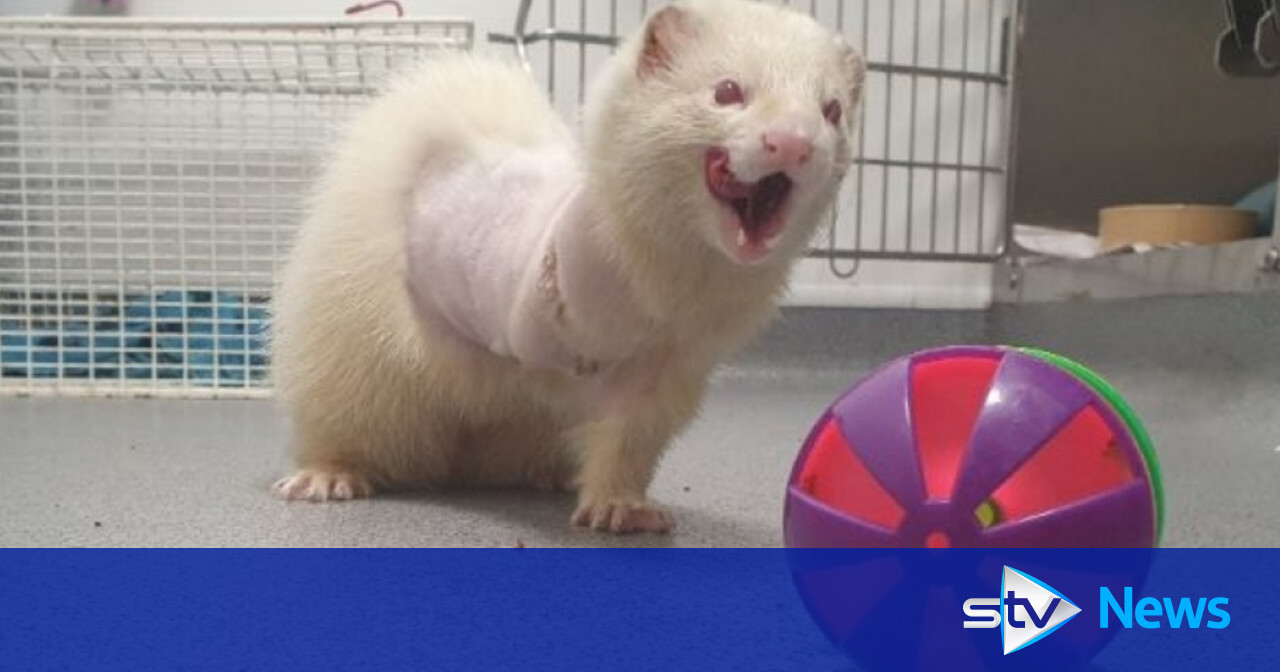 Ferret that lost leg after being found injured in field near Glasgow ...