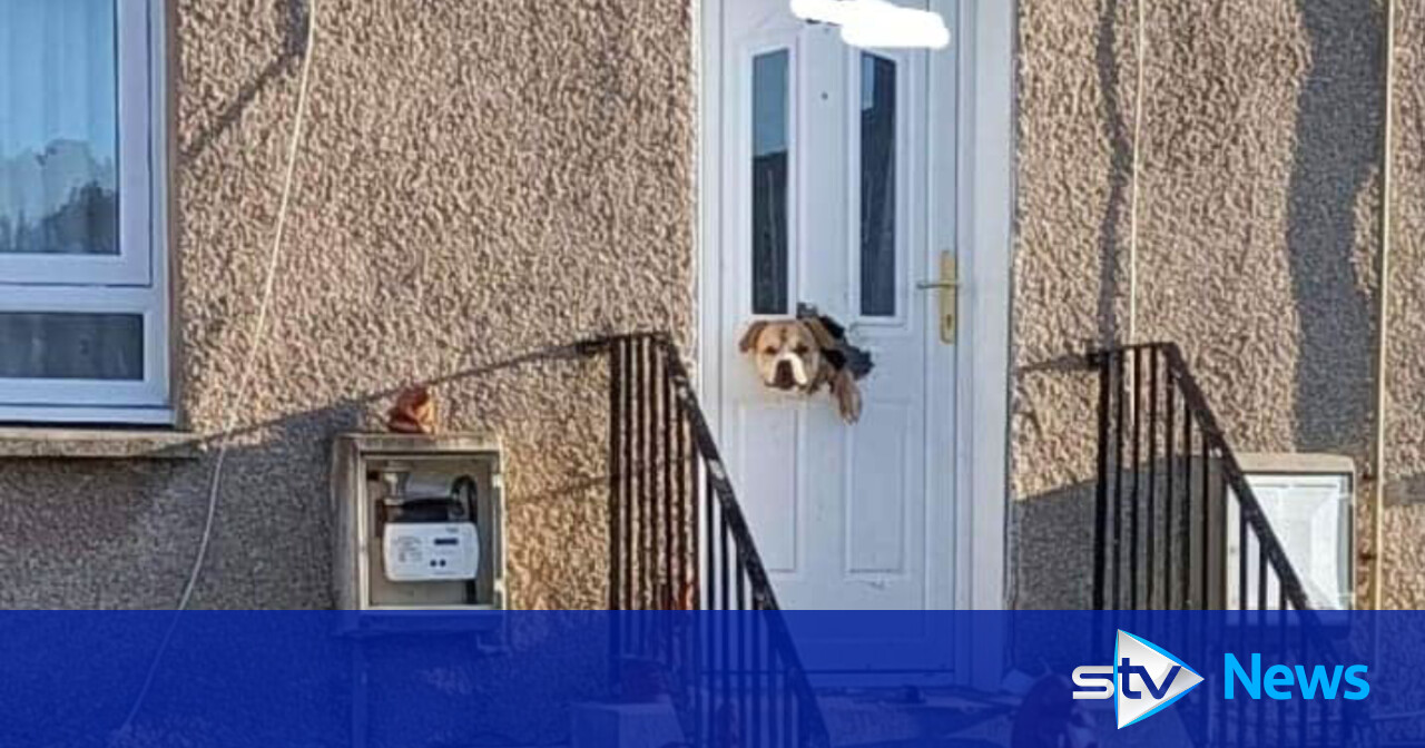 Dog goes viral after ripping off letterbox and chewing through door in ...
