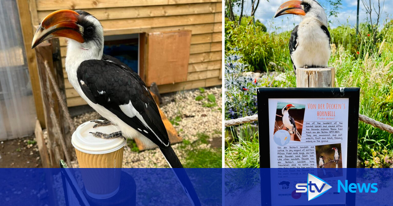 Unlucky-in-love endangered bird set to spend another Valentine's Day ...