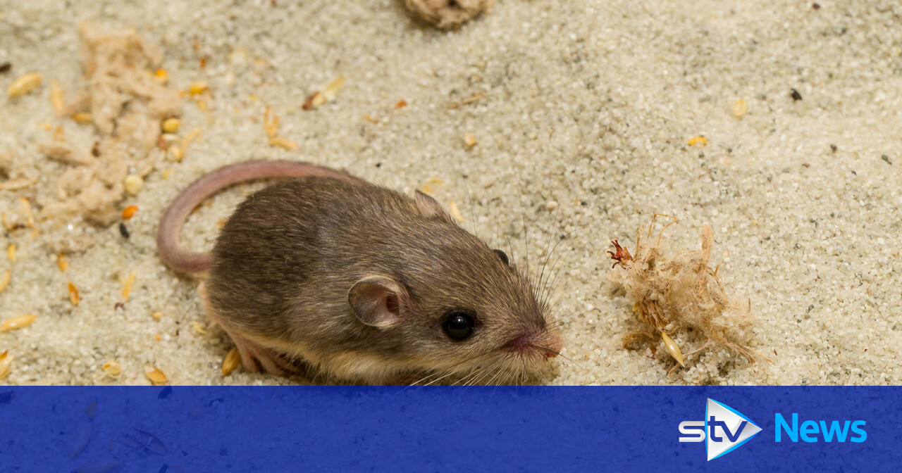 Tiny mouse named after Star Trek legend Sir Patrick Stewart becomes ...