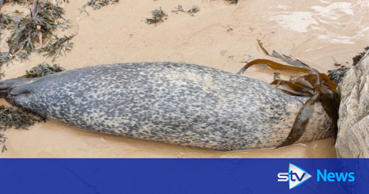 Bird flu 'confirmed' in Scottish seals after carcasses discovered | STV ...