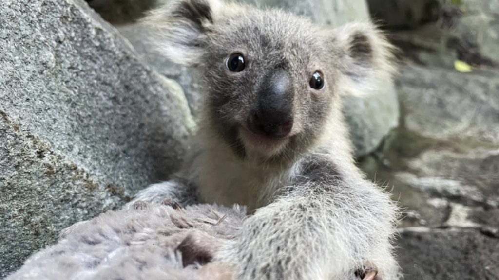 First pictures of endangered koala joeys born at Edinburgh Zoo in ...