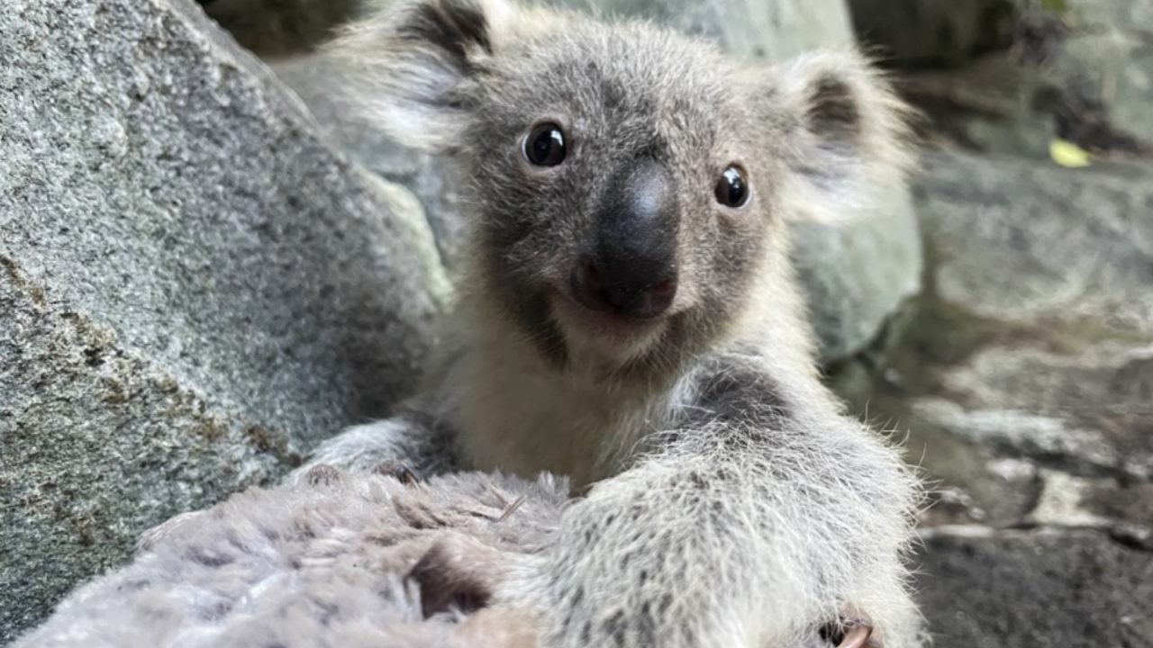 First pictures of endangered koala joeys born at Edinburgh Zoo in ...