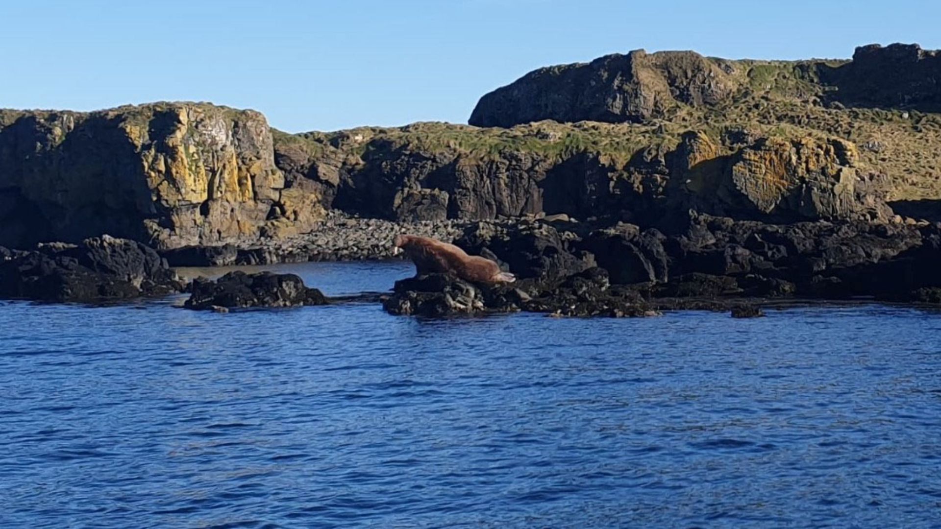 'Massive' walrus spotted by fisherman at Treshnish Isles near Isle of ...
