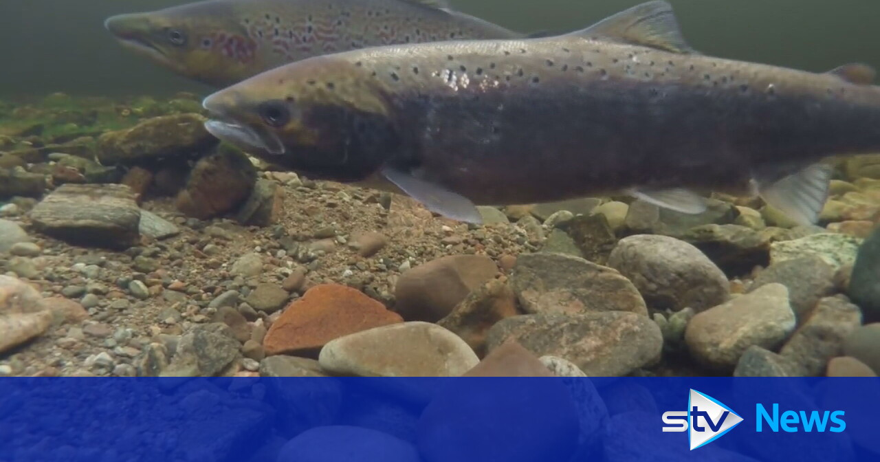 Calls to protect salmon stocks as fishing season gets underway | STV News